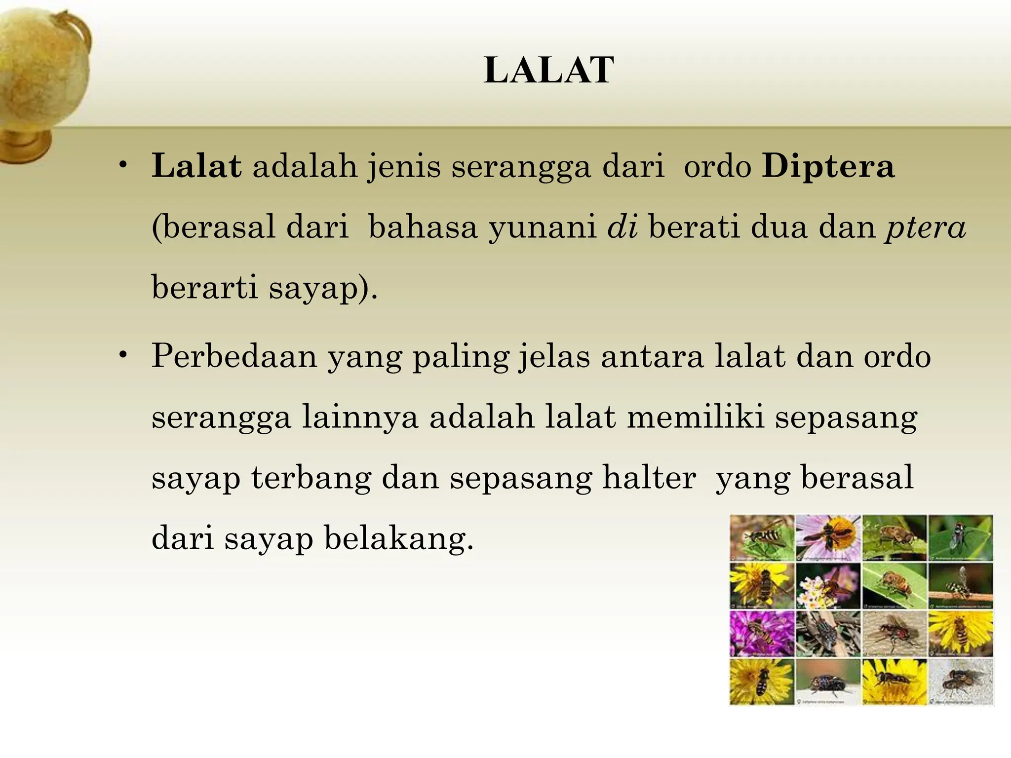 PENGUSIRAN HAMA (jenis serangga dari ordo Diptera).pdf