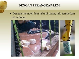 PENGUSIRAN HAMA (jenis serangga dari ordo Diptera).pdf