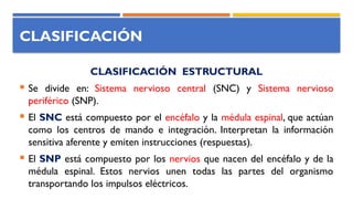 Anatomía y Fisiología del Sistema Nervioso | PPTX
