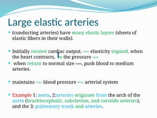 Anatomy of Cardiovascular system of Human body.pptx