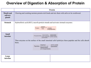 7. Protein Metabolism and Urea Cycle.pdf