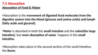 7.5 Absorbtion.pptx• Absorption is the movement of digested food ...