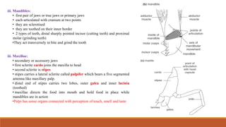 Comprehensive Overview of Insect Mouthparts and Their Types | PDF