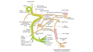 Comprehensive Overview of the 12 Cranial Nerves: Anatomy and Functions ...
