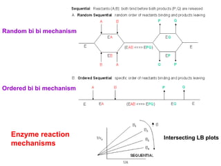 7.29.10 enzymes (kinetics) coloso | PPT