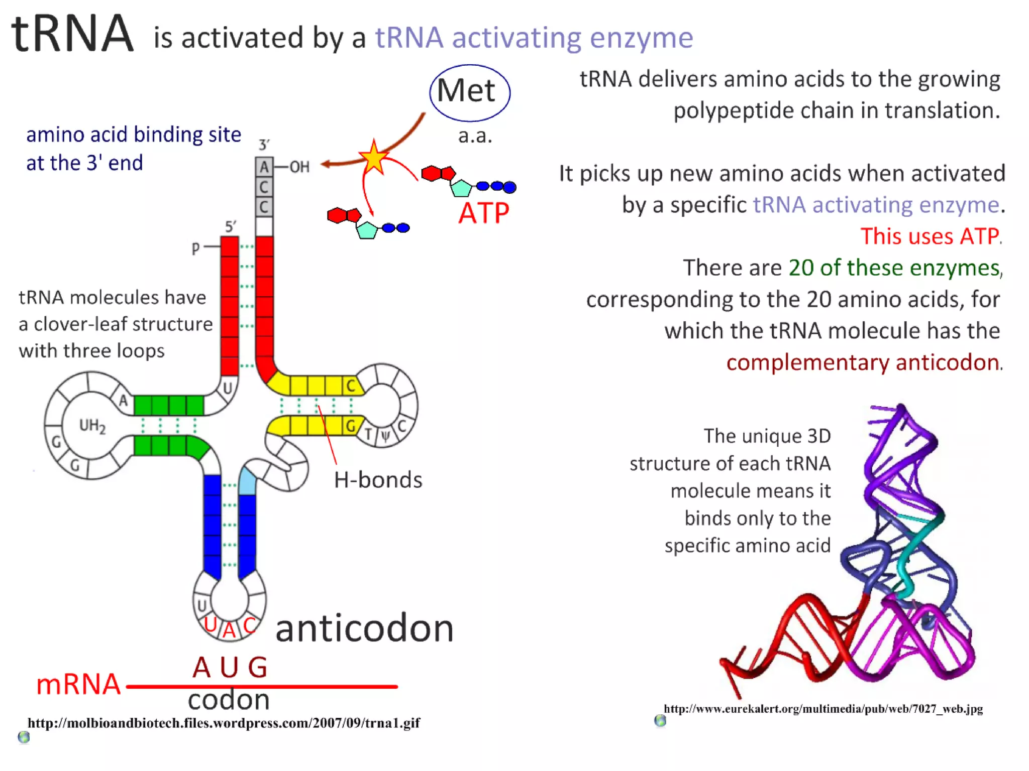 Protein Synthesis: 7.3 & 7.4 Transcription and Translation AHL (IB) | PDF