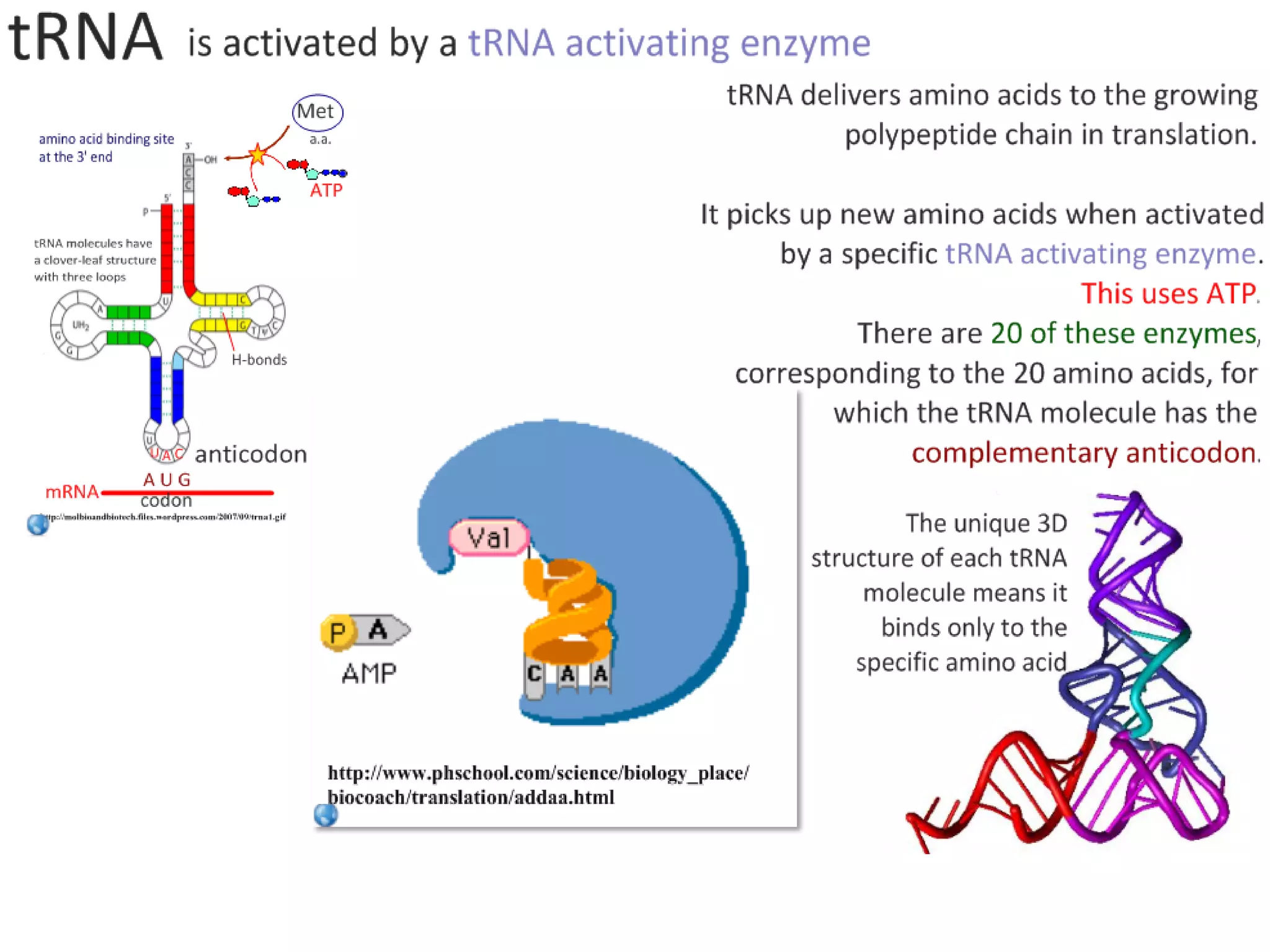 Protein Synthesis: 7.3 & 7.4 Transcription and Translation AHL (IB) | PDF