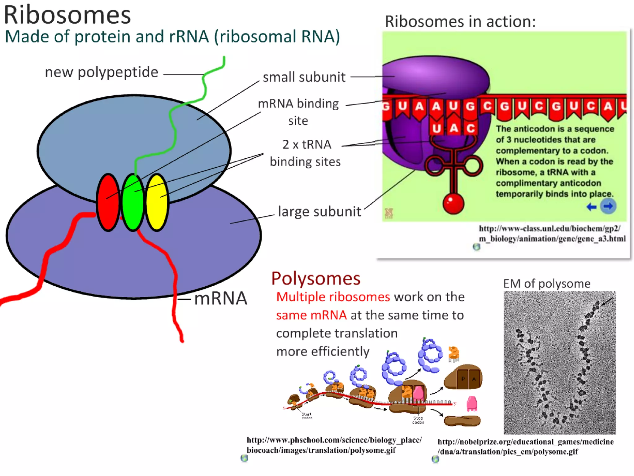 Protein Synthesis: 7.3 & 7.4 Transcription and Translation AHL (IB) | PDF