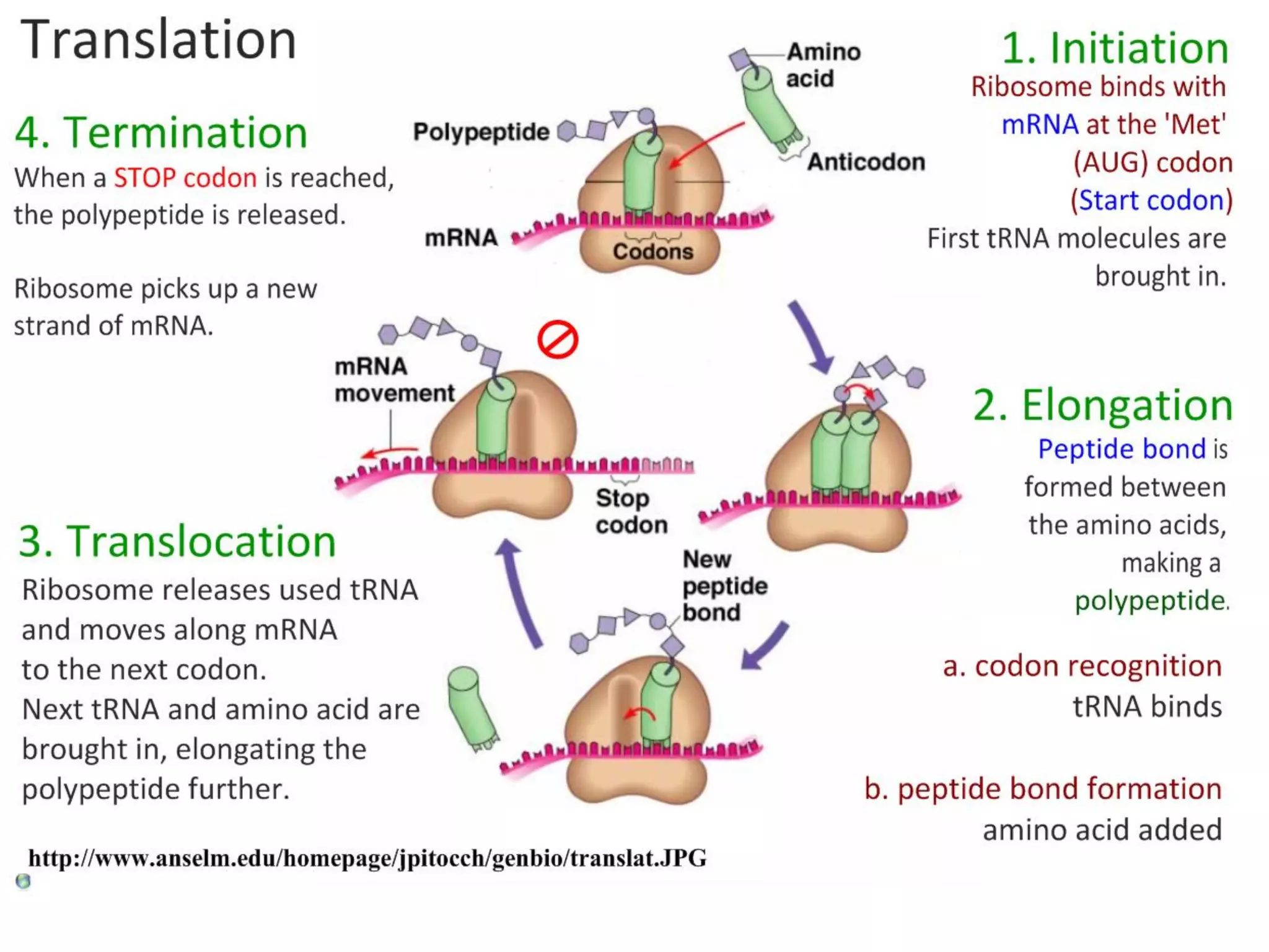Protein Synthesis: 7.3 & 7.4 Transcription and Translation AHL (IB) | PDF