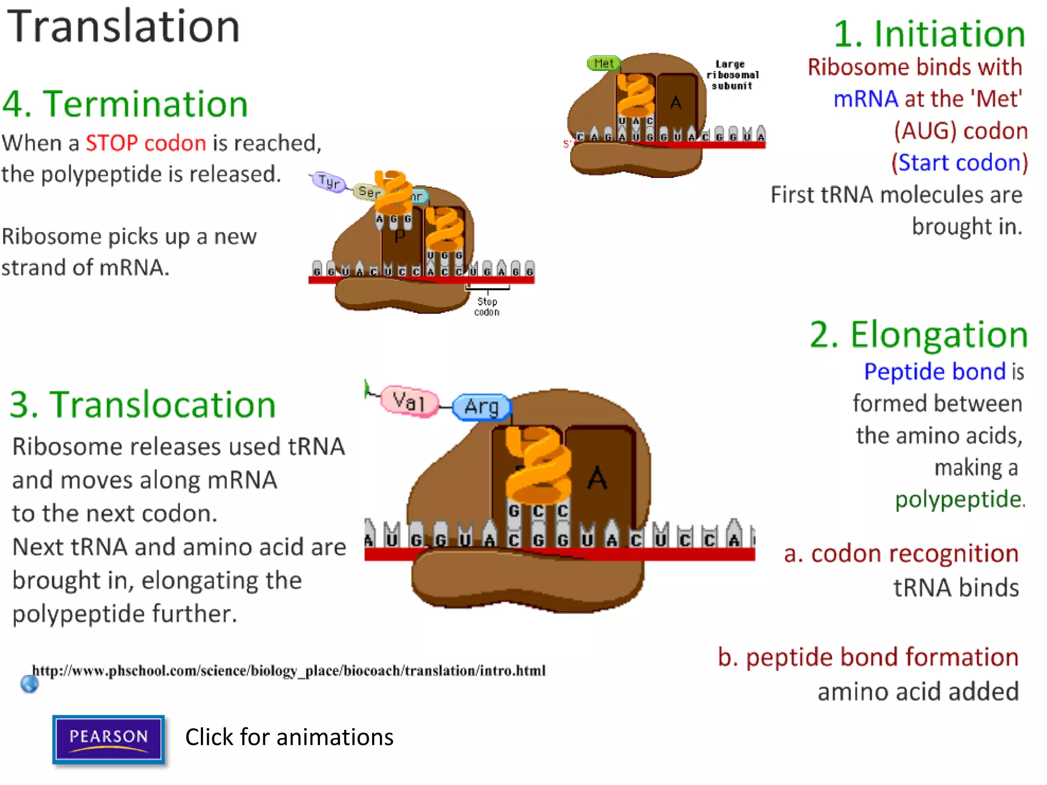 Protein Synthesis: 7.3 & 7.4 Transcription and Translation AHL (IB) | PDF