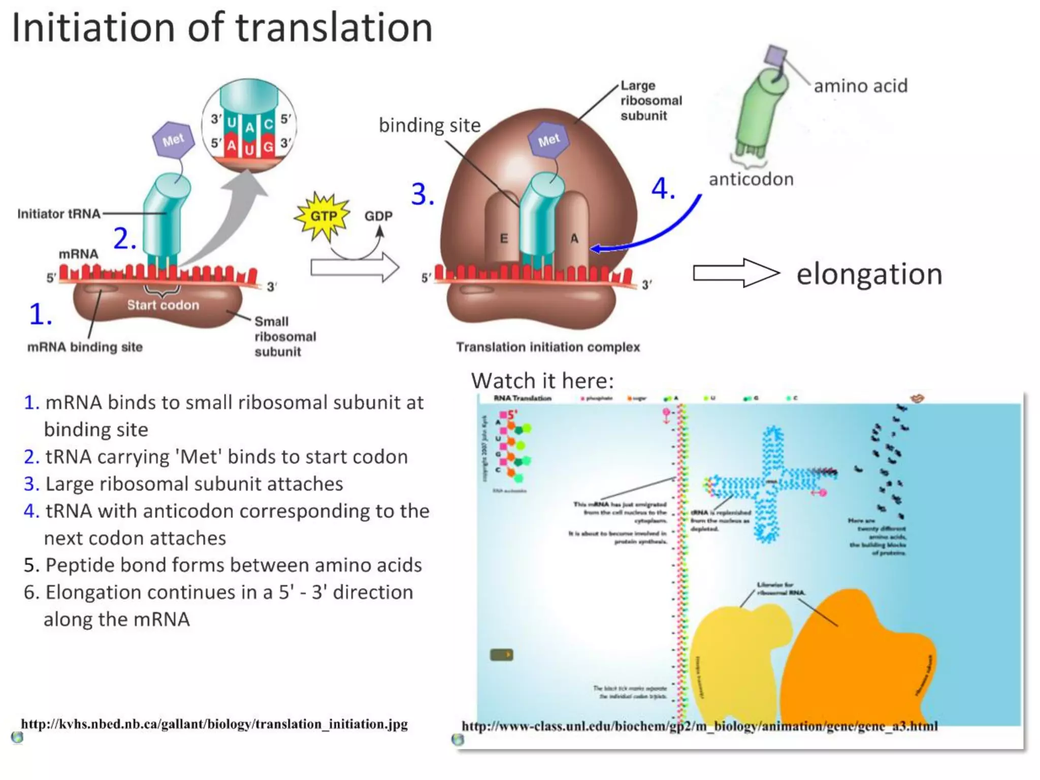 Protein Synthesis: 7.3 & 7.4 Transcription and Translation AHL (IB) | PDF