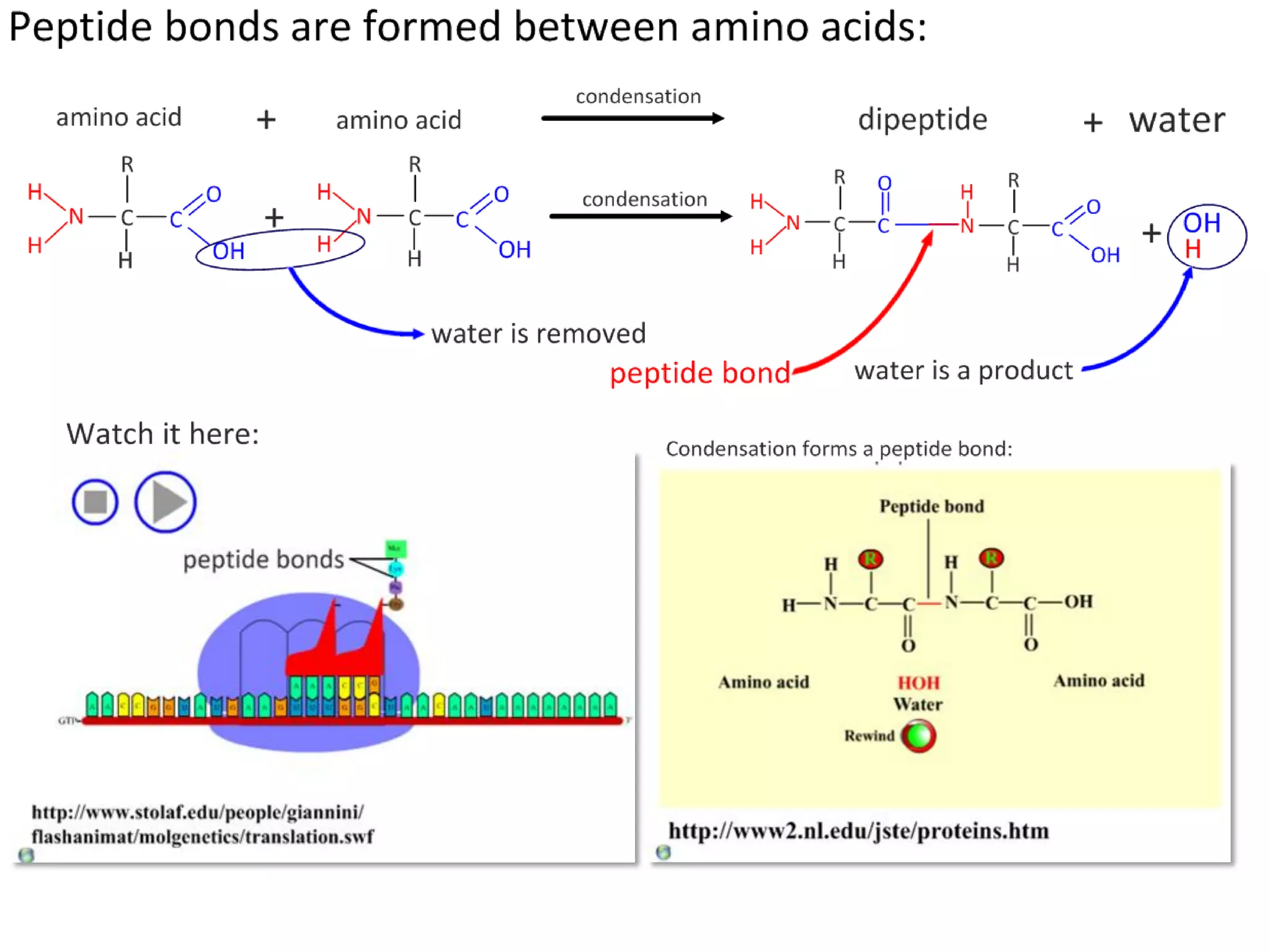 Protein Synthesis: 7.3 & 7.4 Transcription and Translation AHL (IB) | PDF