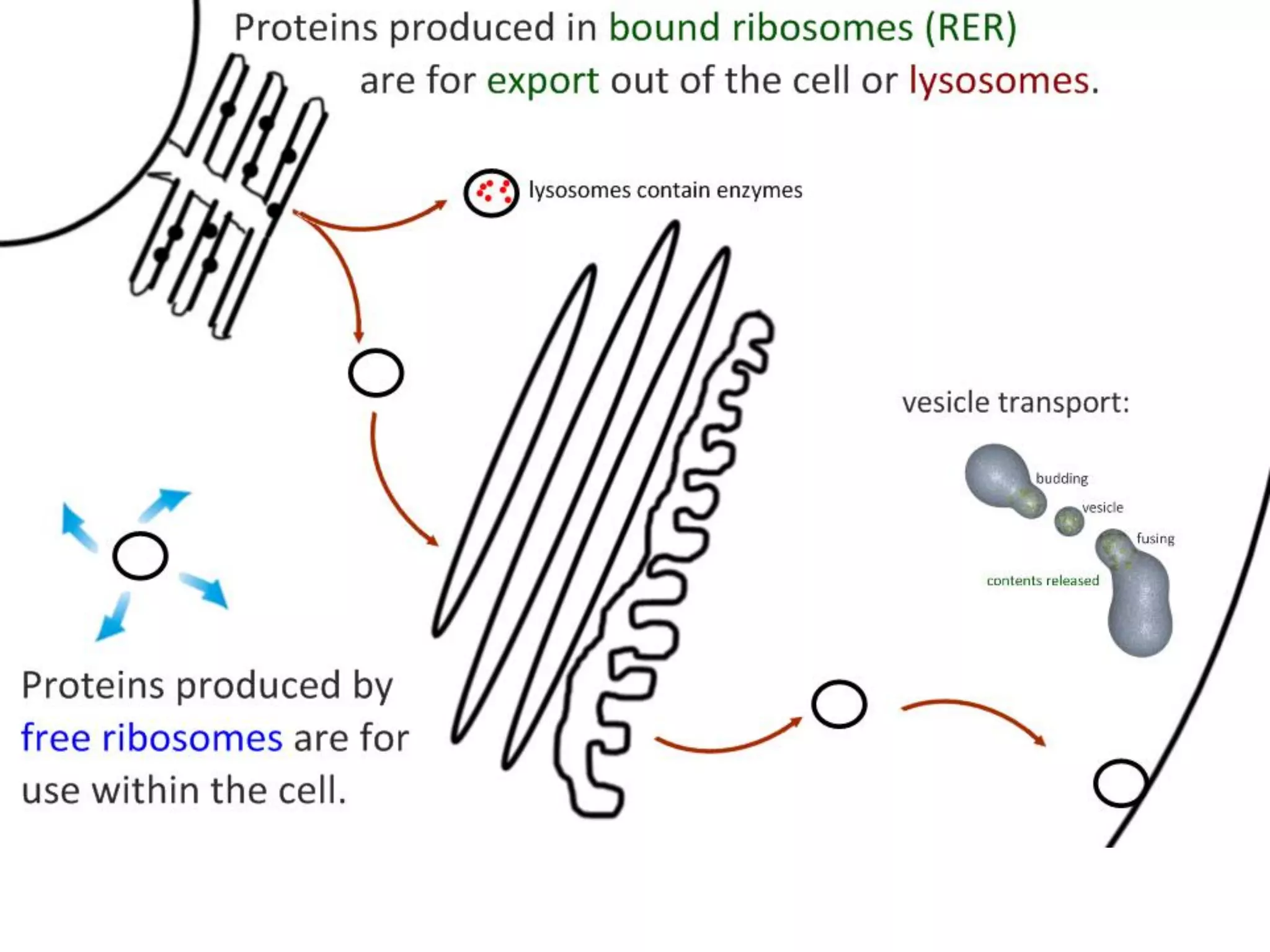 Protein Synthesis: 7.3 & 7.4 Transcription and Translation AHL (IB) | PDF