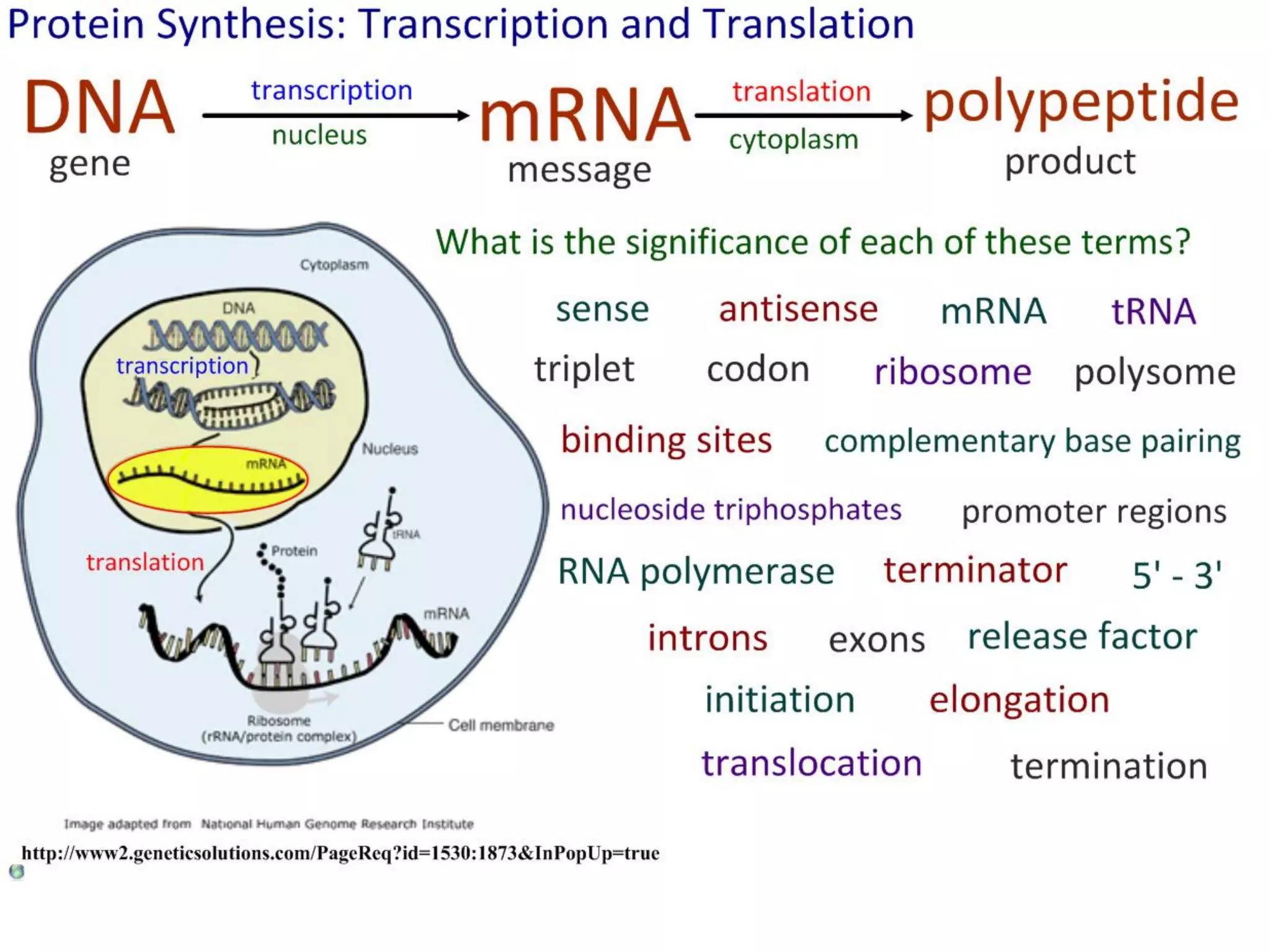 Protein Synthesis: 7.3 & 7.4 Transcription and Translation AHL (IB) | PDF