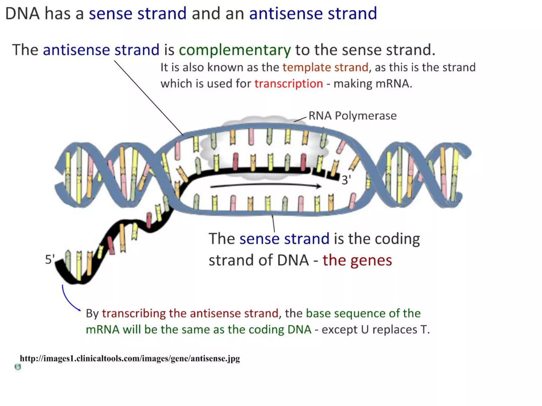 Protein Synthesis: 7.3 & 7.4 Transcription and Translation AHL (IB) | PDF