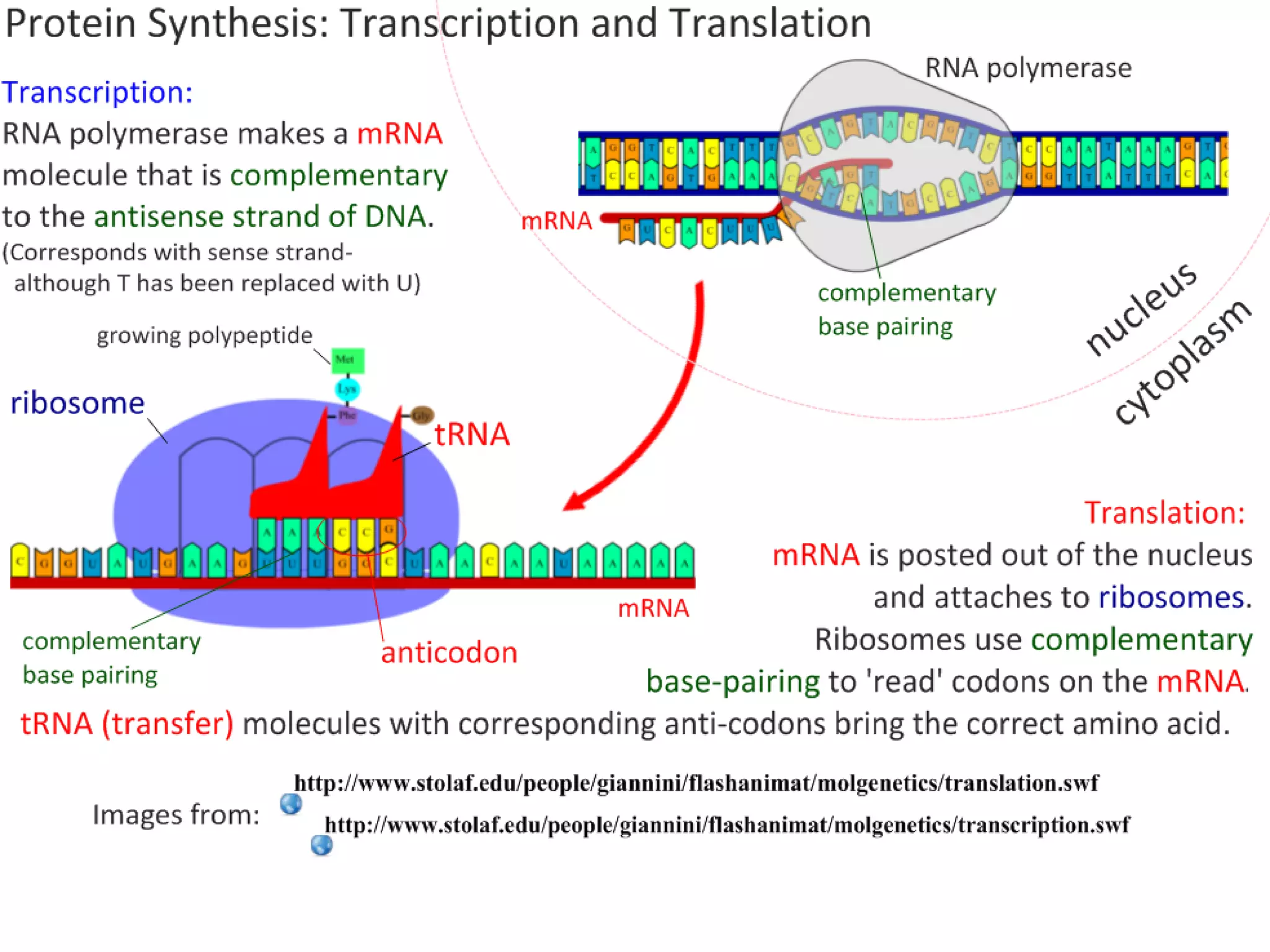 Protein Synthesis: 7.3 & 7.4 Transcription and Translation AHL (IB) | PDF