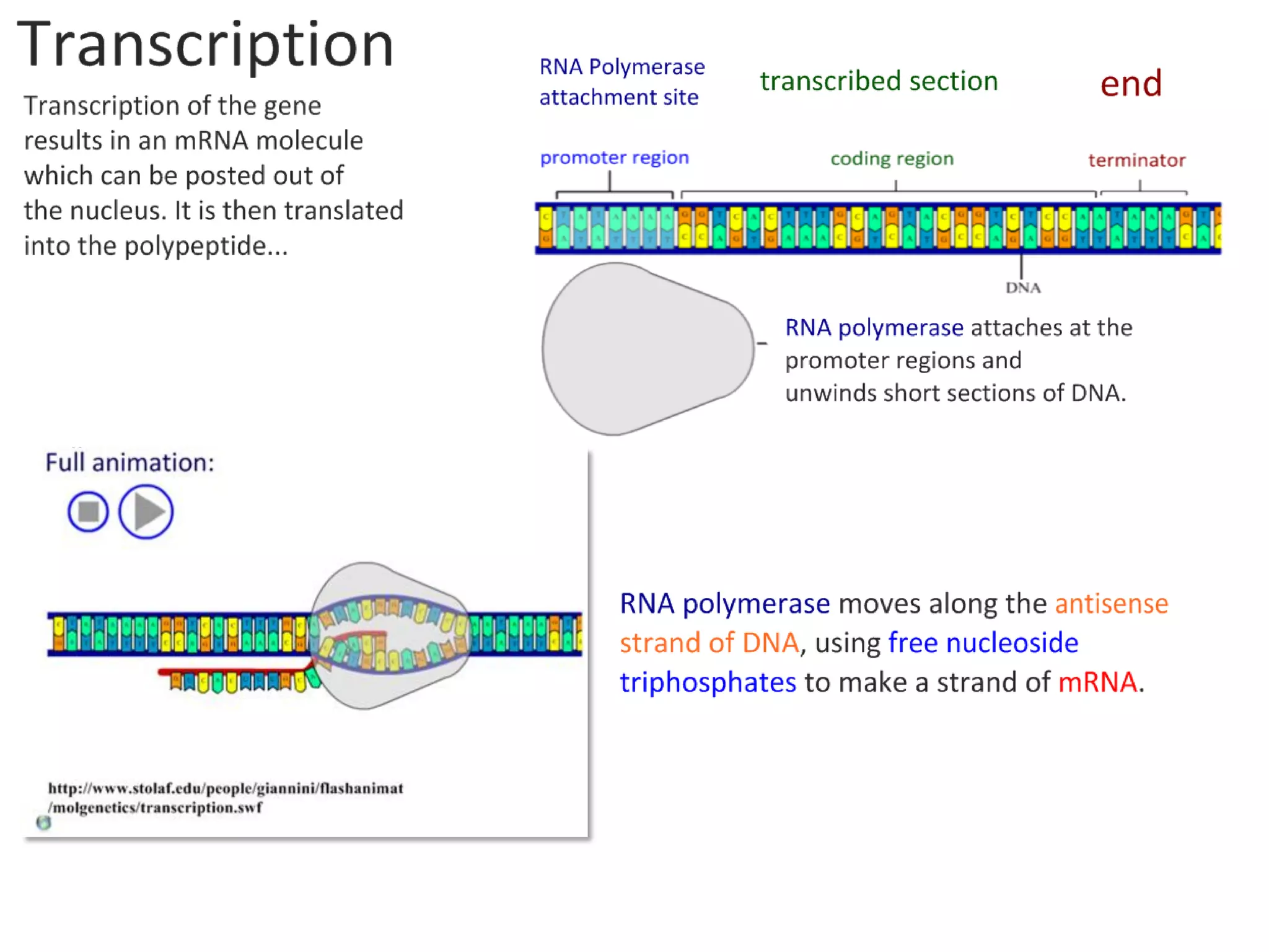Protein Synthesis: 7.3 & 7.4 Transcription and Translation AHL (IB) | PDF