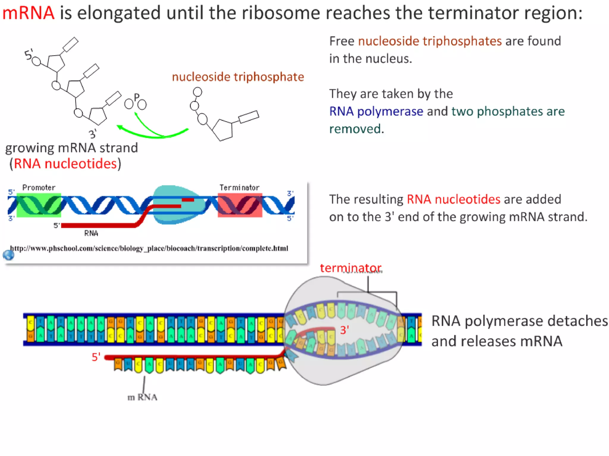 Protein Synthesis: 7.3 & 7.4 Transcription and Translation AHL (IB) | PDF