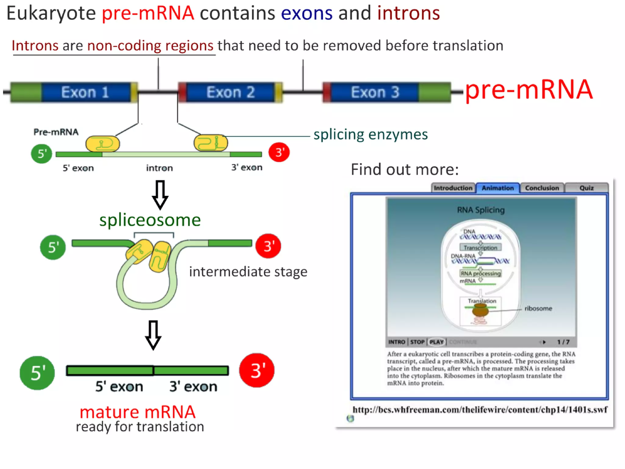 Protein Synthesis: 7.3 & 7.4 Transcription and Translation AHL (IB) | PDF