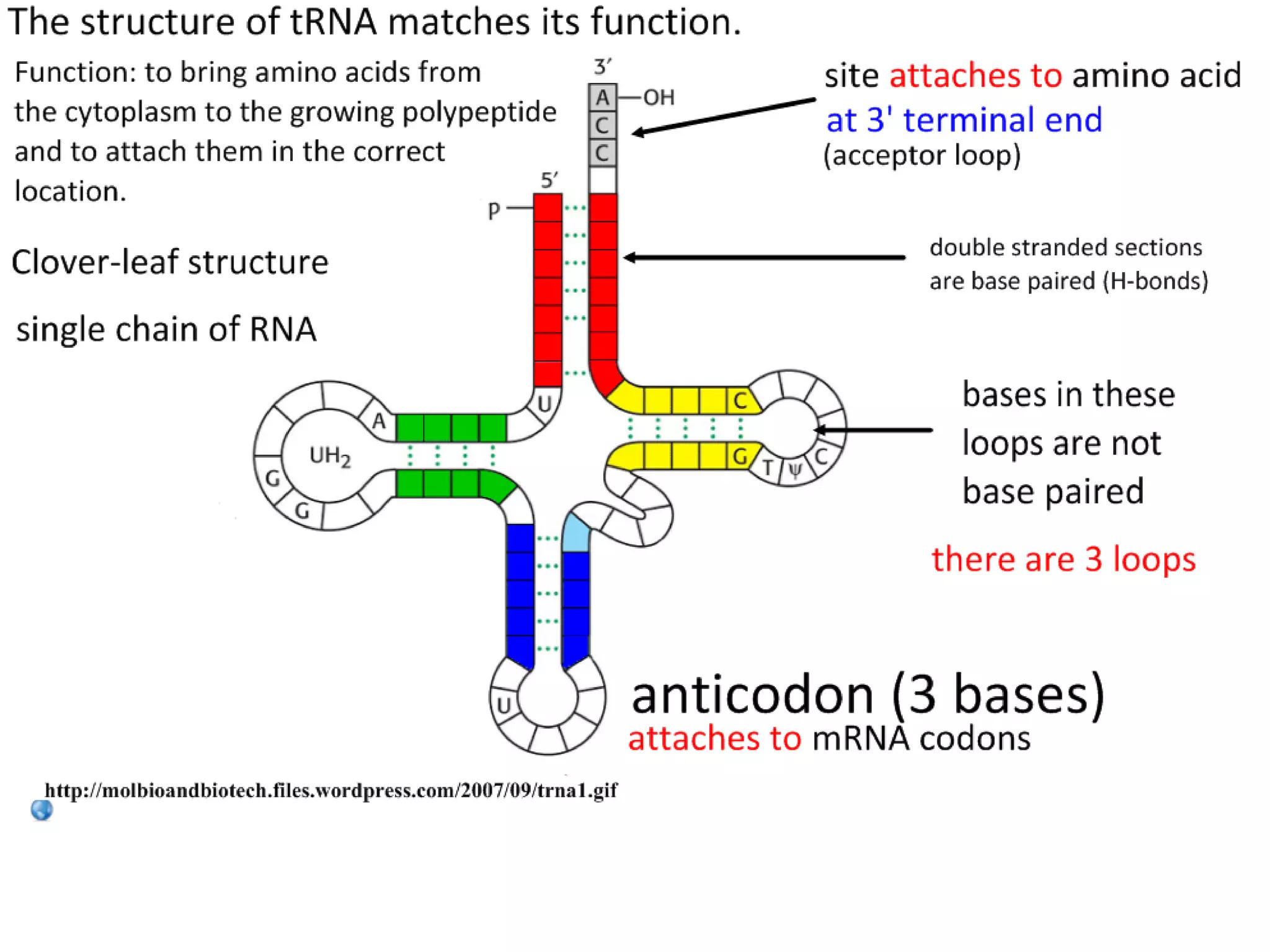Protein Synthesis: 7.3 & 7.4 Transcription and Translation AHL (IB) | PDF