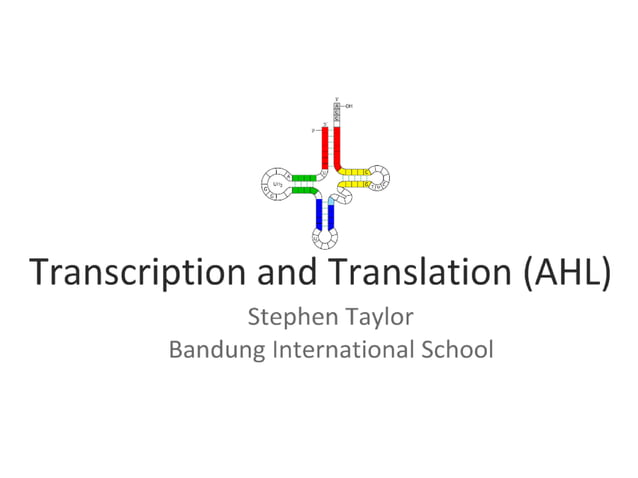 Protein Synthesis: 7.3 & 7.4 Transcription and Translation AHL (IB) | PDF