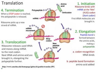 Protein Synthesis: 7.3 & 7.4 Transcription and Translation AHL (IB) | PDF