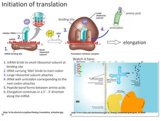 Protein Synthesis: 7.3 & 7.4 Transcription and Translation AHL (IB) | PDF