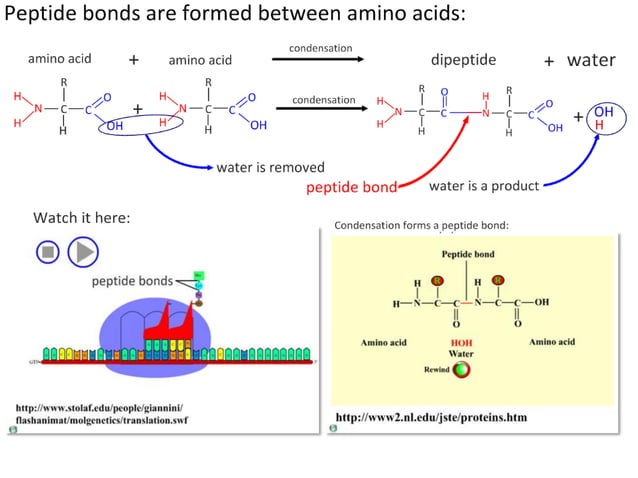 Protein Synthesis: 7.3 & 7.4 Transcription and Translation AHL (IB) | PDF