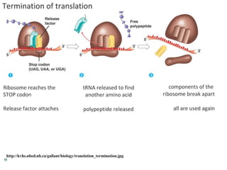 Protein Synthesis: 7.3 & 7.4 Transcription and Translation AHL (IB) | PDF