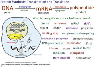 Protein Synthesis: 7.3 & 7.4 Transcription and Translation AHL (IB) | PDF