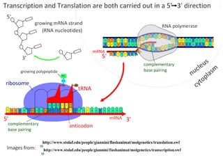 Protein Synthesis: 7.3 & 7.4 Transcription and Translation AHL (IB) | PDF