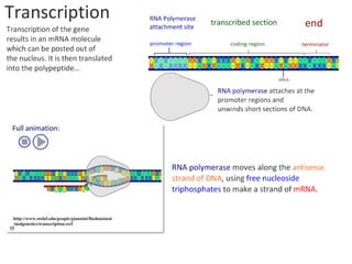 Protein Synthesis: 7.3 & 7.4 Transcription and Translation AHL (IB) | PDF