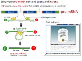Protein Synthesis: 7.3 & 7.4 Transcription and Translation AHL (IB) | PDF