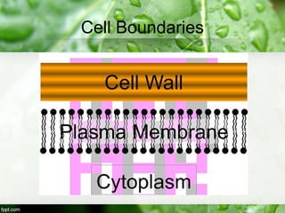 7 3 cell boundaries | PPT