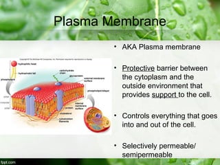 7 3 cell boundaries | PPT