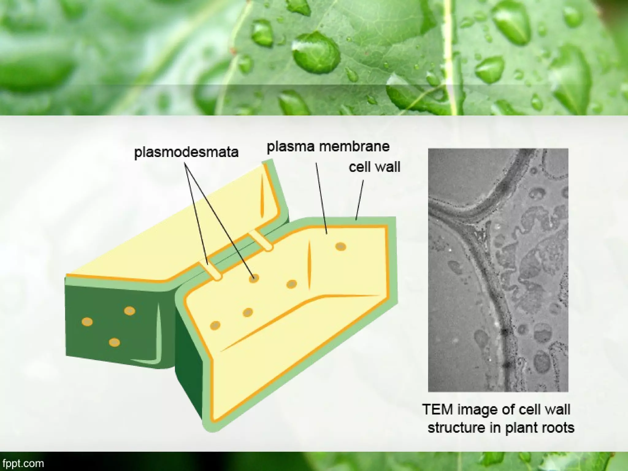 7 3 cell boundaries copy | PPT