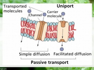 7 3 cell boundaries copy | PPT
