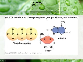 7 3 cell boundaries copy | PPT