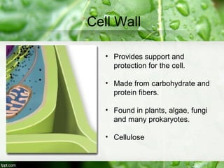 7 3 cell boundaries copy | PPT