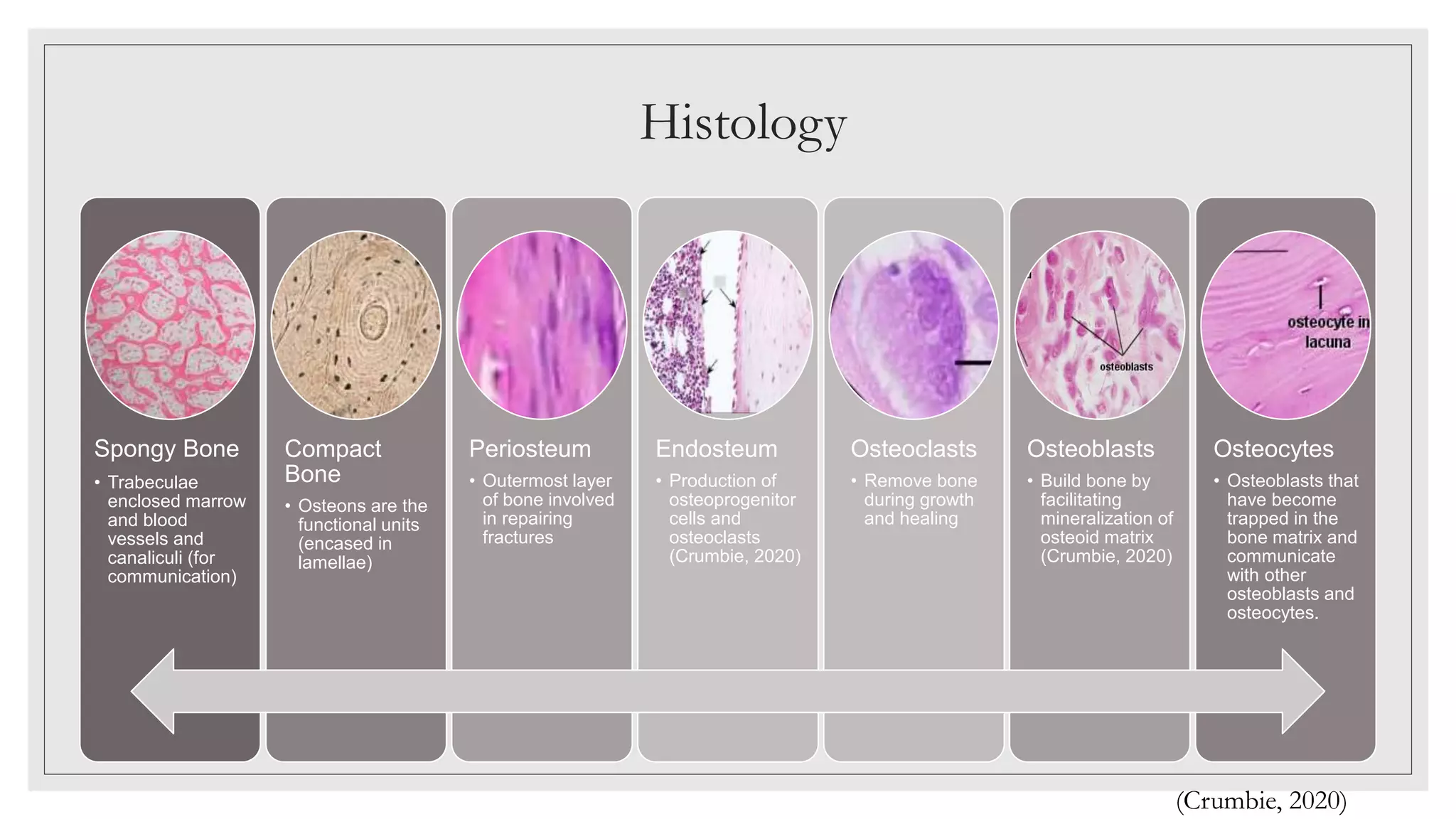 Anatomy and Physiology: The Skeletal System | PPTX