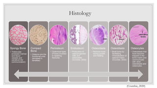 Anatomy and Physiology: The Skeletal System | PPTX