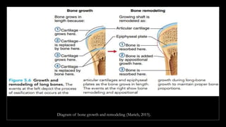 Anatomy and Physiology: The Skeletal System | PPTX
