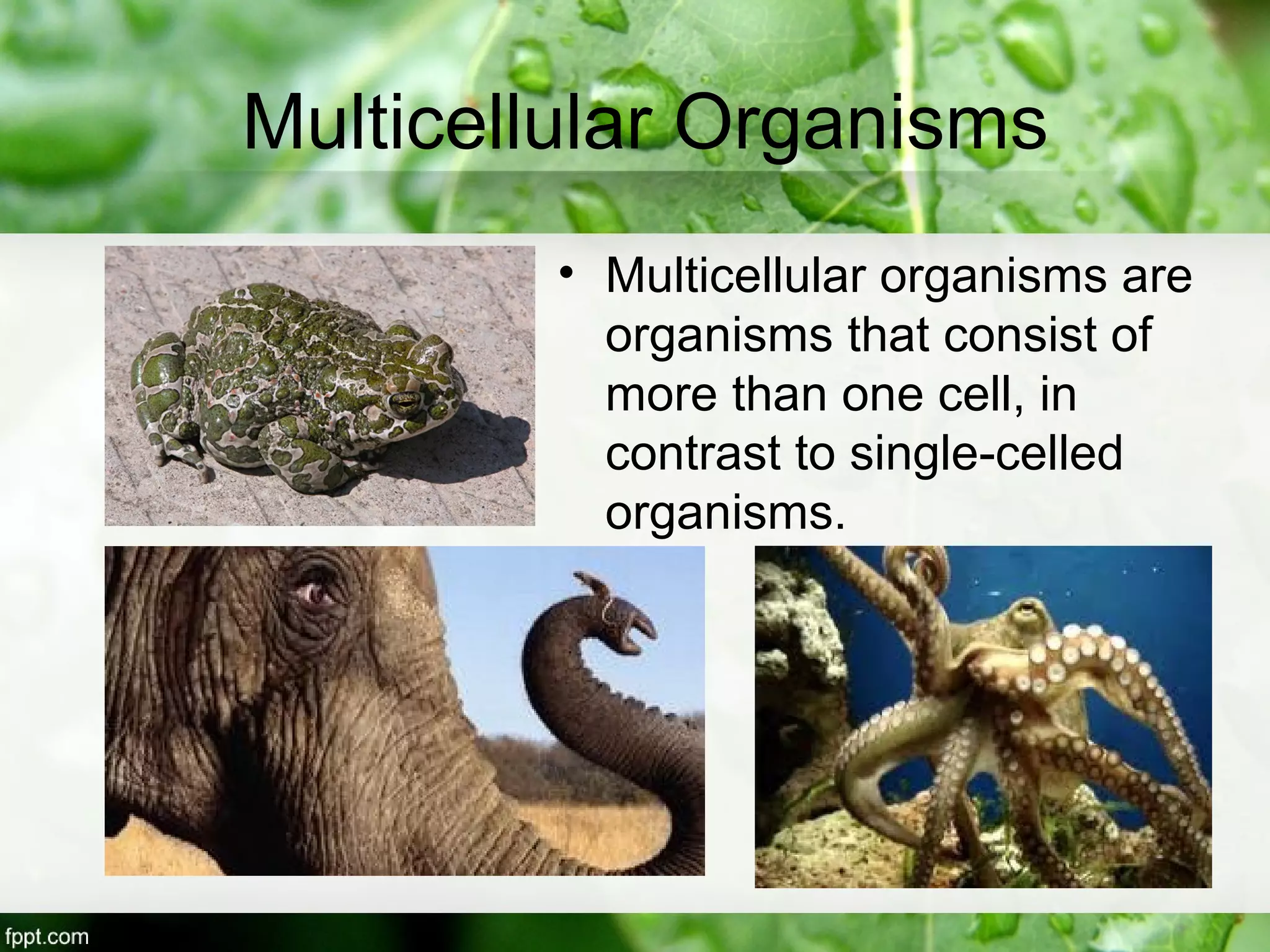 7-4 The Diversity of Cellular Life | PPT