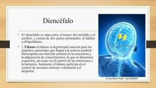 7- ANATOMIA DEL SISTEMA NERVIOSO.pptx