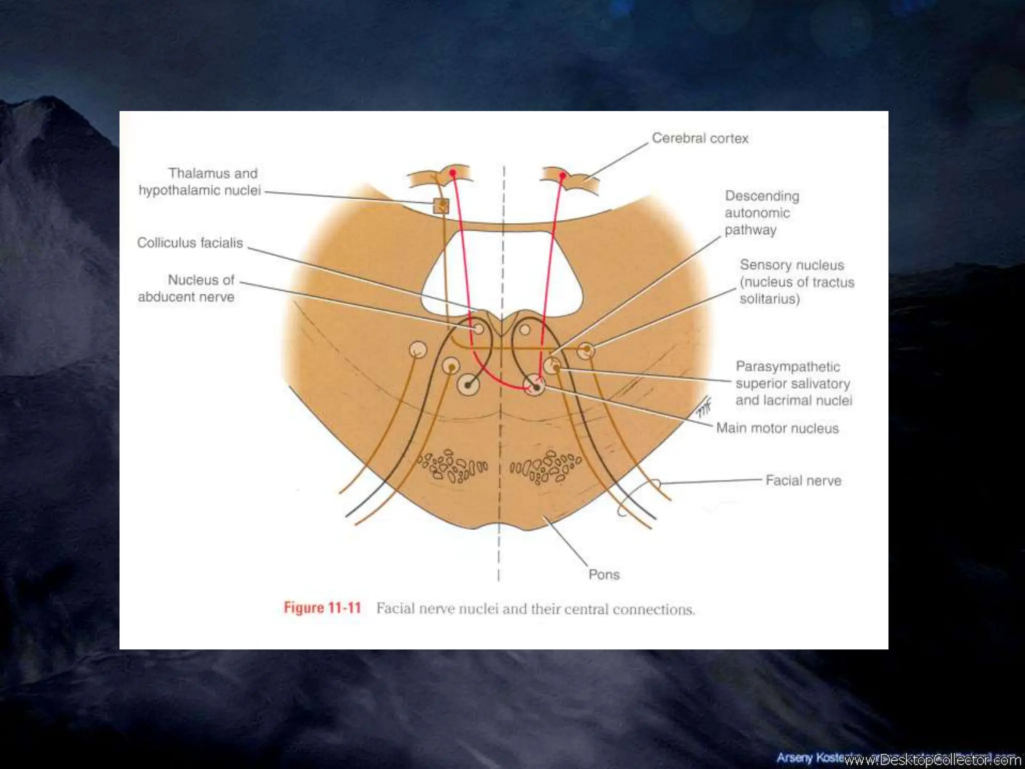 7-Anatomy of cranial nerve in snell. pptx | PPT
