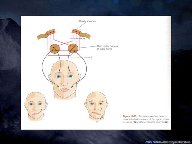 7-Anatomy of cranial nerve in snell. pptx | PPT | Eye and Vision ...