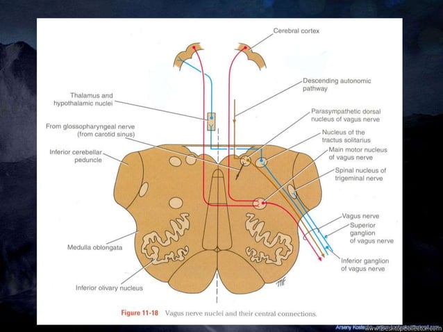 7-Anatomy of cranial nerve in snell. pptx | PPT | Eye and Vision ...