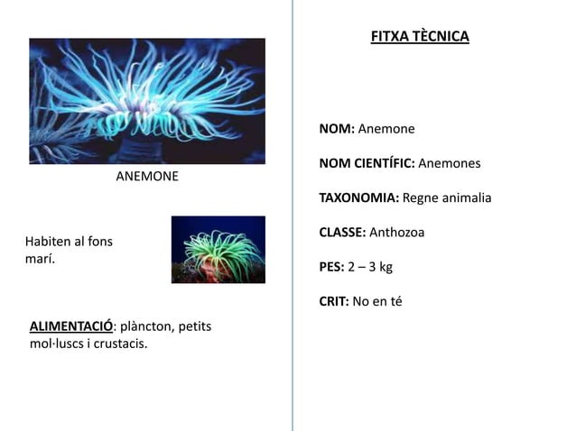 7 anemone celenterat | PPTX