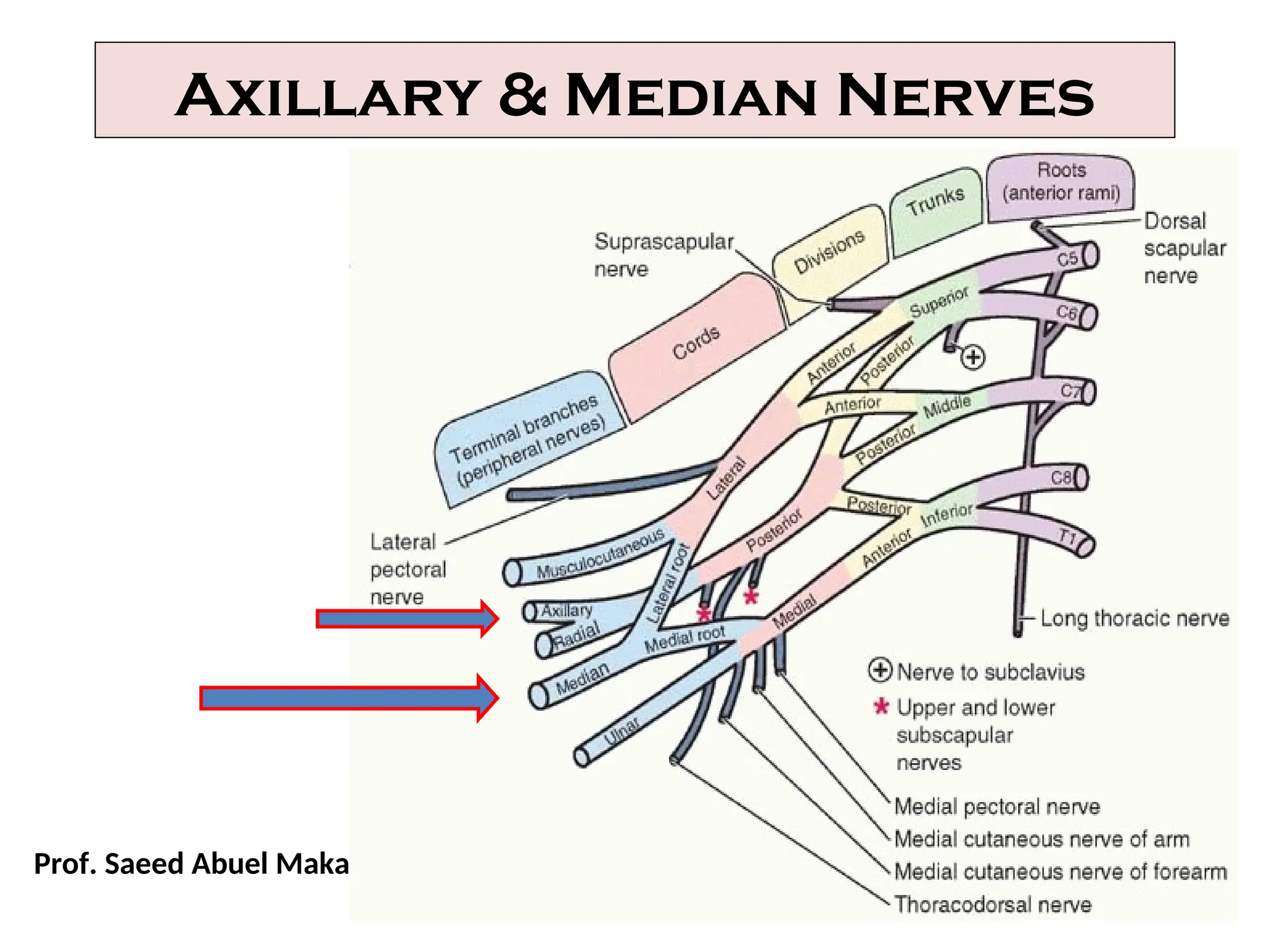 7- Axillary & Median Nehsbsvsgsgeegerves.ppt
