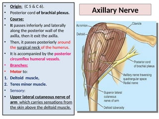 7- Axillary & Median Nehsbsvsgsgeegerves.ppt